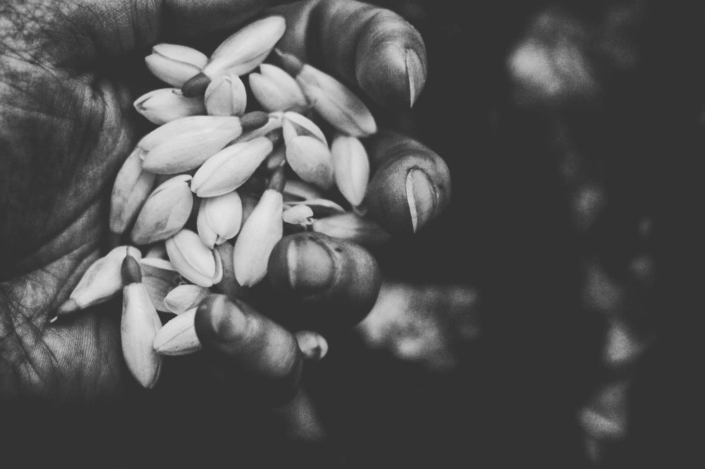 Sebum Control | INKY Ingredients